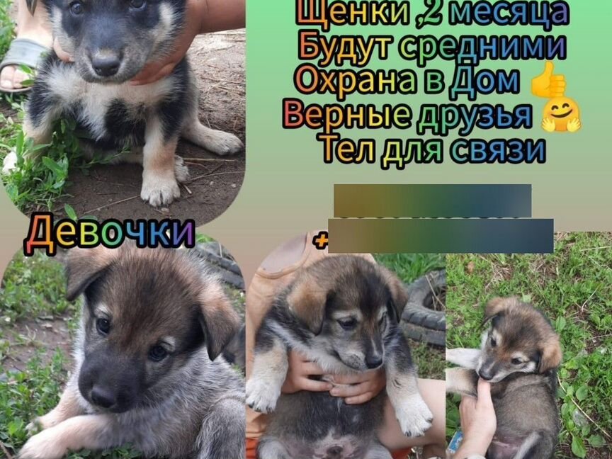 Маленькая собака в добрые руки Щенки