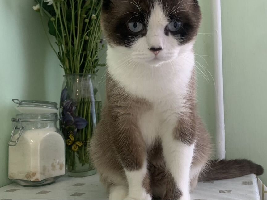 Кот на вязку