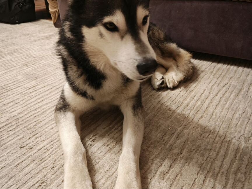 Найден Сибирский Хаски