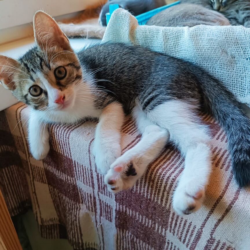 Котенок-компаньон