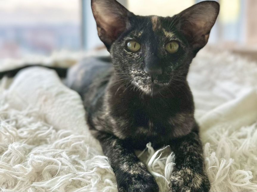 Ориентальная девочка