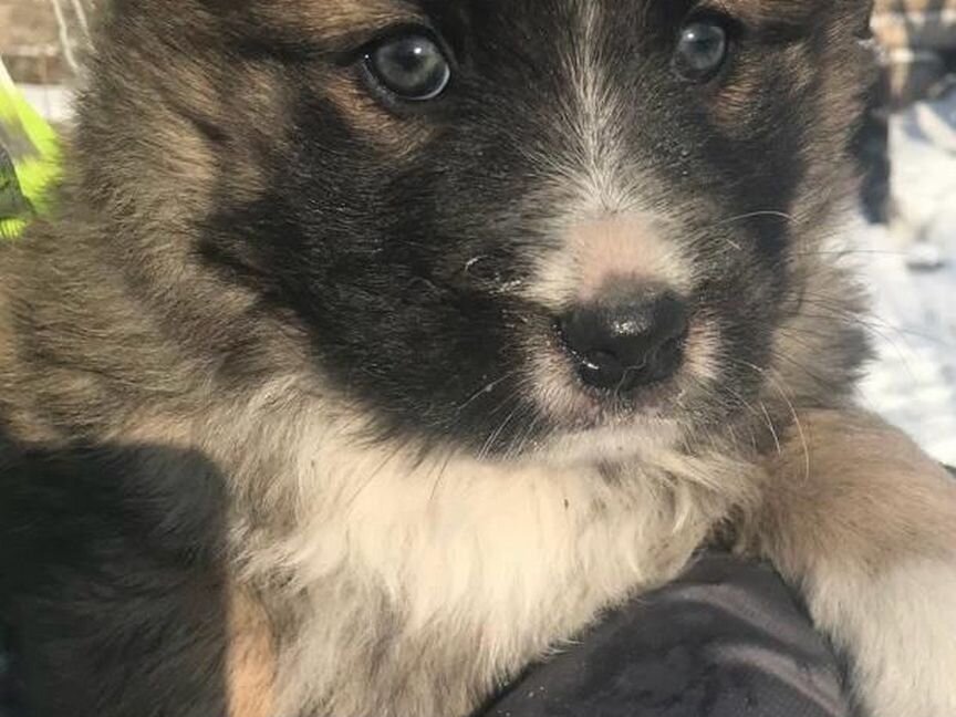 Малыш ищет дом