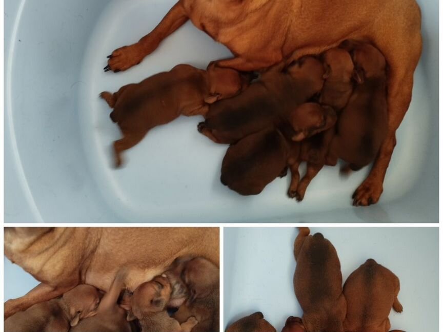 Щенки цвергпинчера