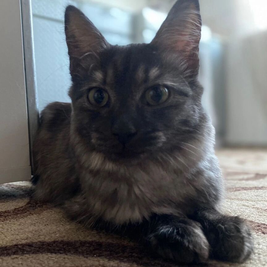 Отдам котенка