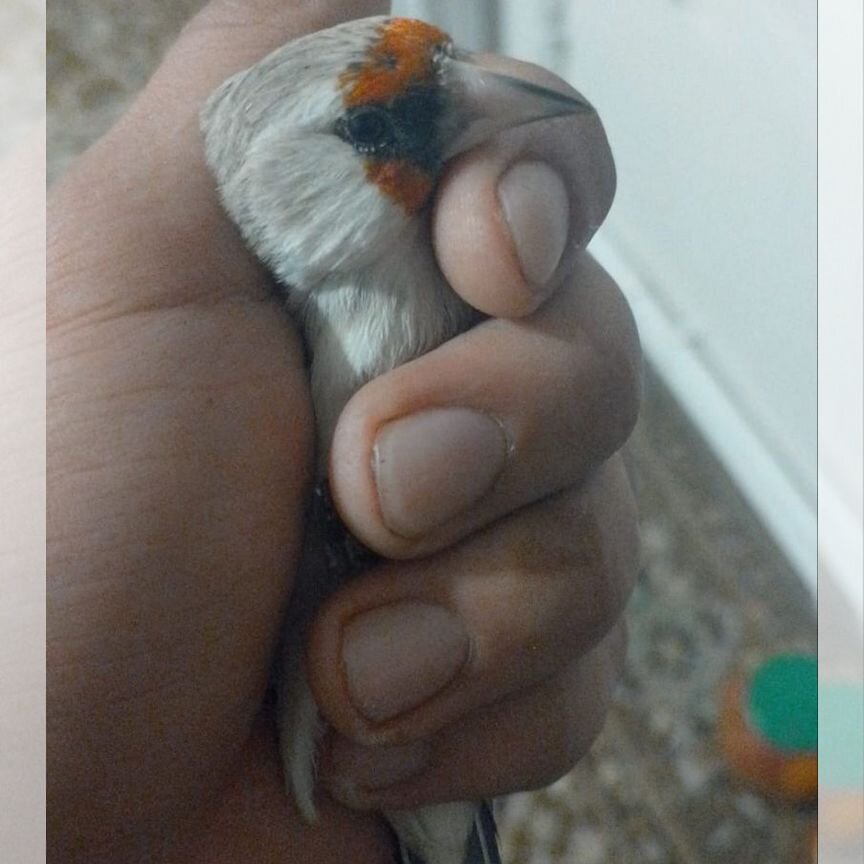 Птица шеголь