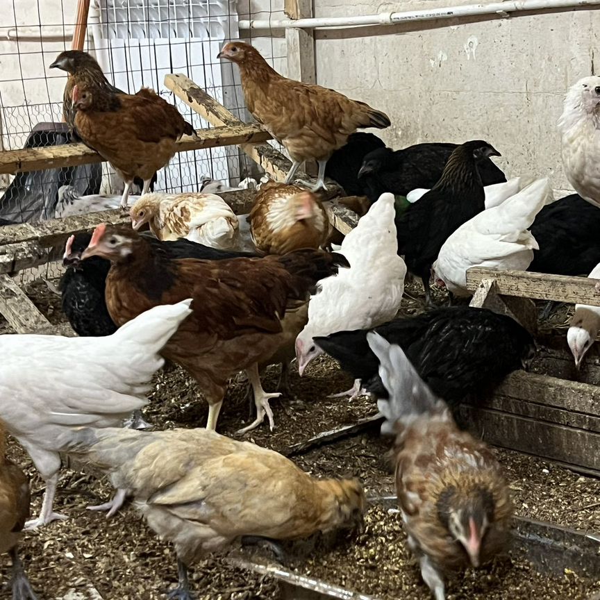 Куры молодки несушки