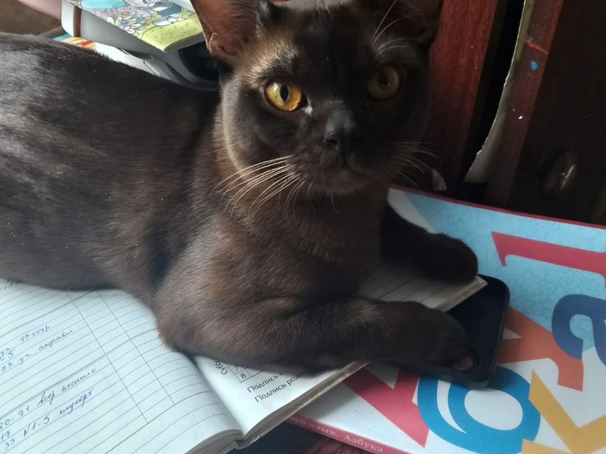 Бурманский котик очень ждет кошечку