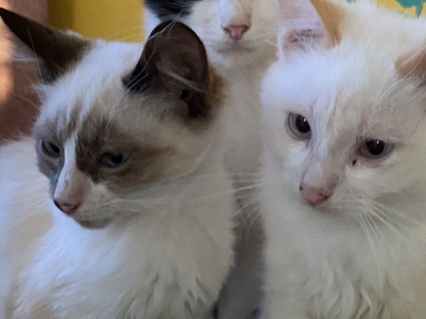 Котята