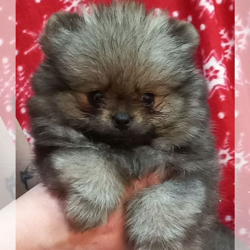 Немецкий шпиц, щенок