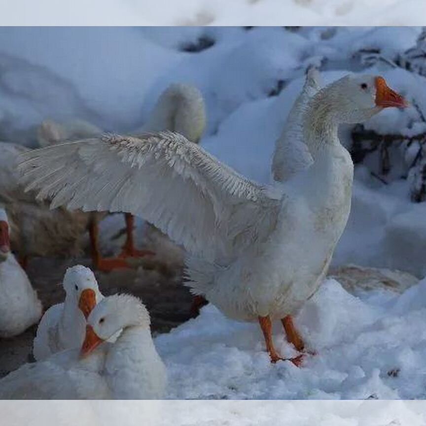 Гусь губернаторский живьём