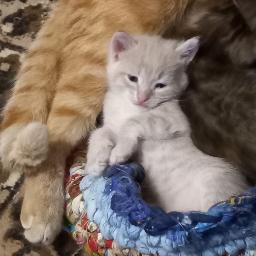 Котёнок в добрые руки