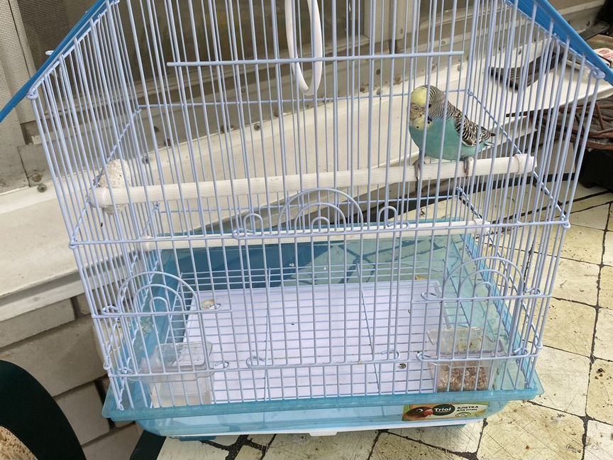 Волнистый попугай с клеткой