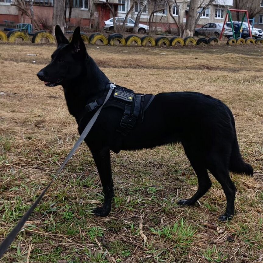 Взрослая собака в добрые руки