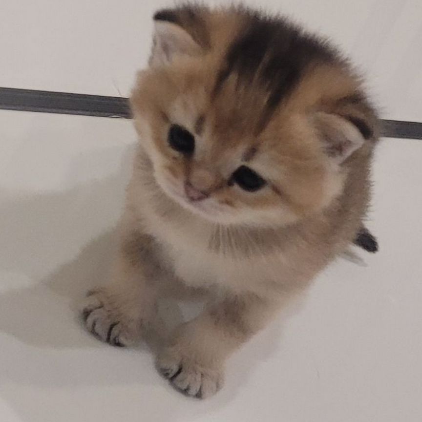 Шотландские вислоухие котята