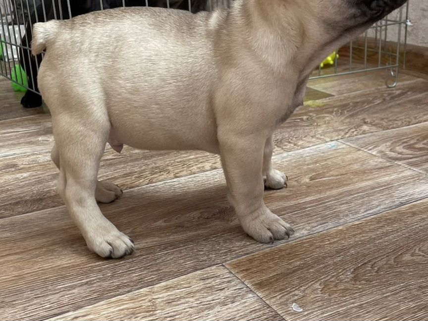 Французский бульдог