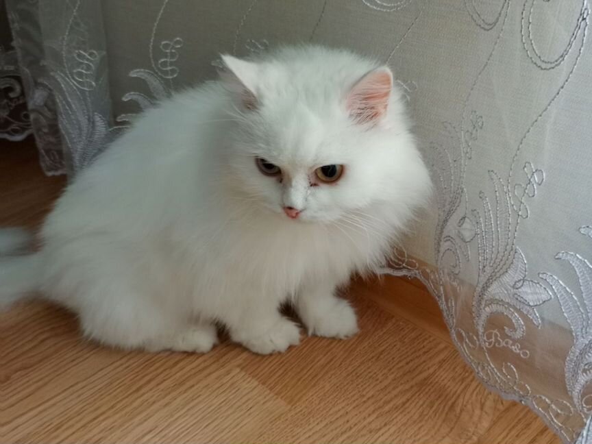 Белая кошка с разными глазами