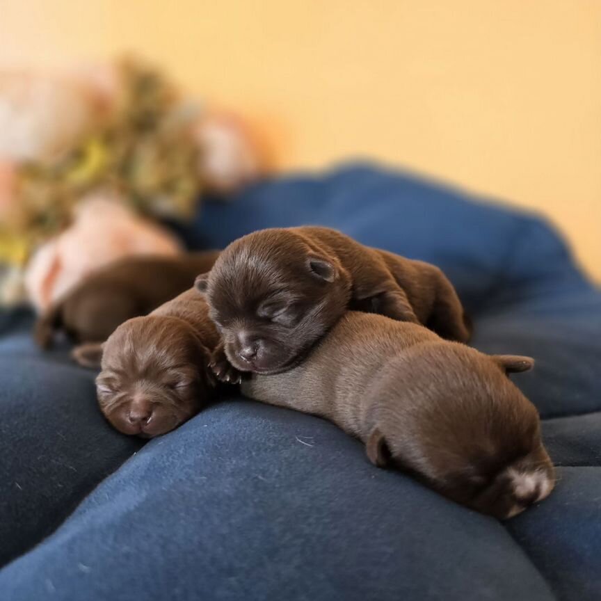 Шоколадные батончики чихуахуа