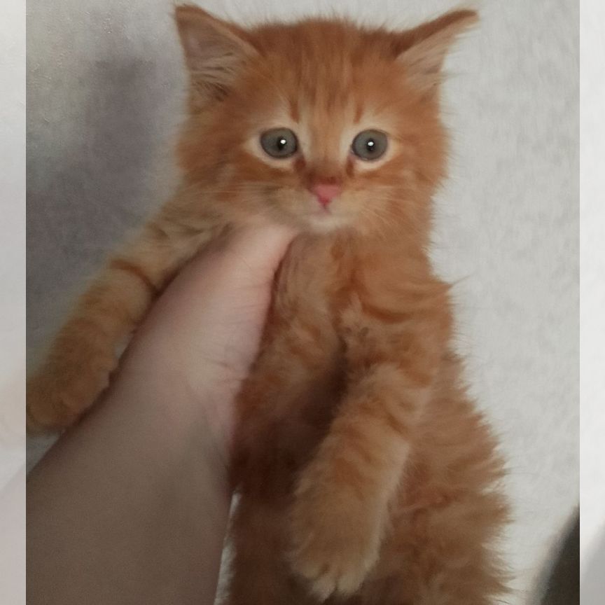 Курильский бобтейл длинношёрстный котёнок