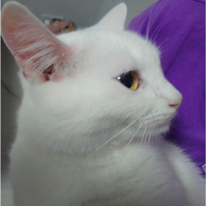 Кошка као мани