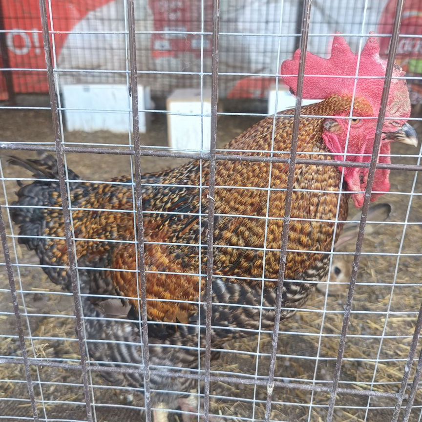 Петух
