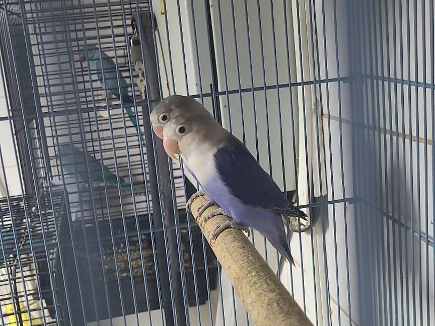 Попугай неразлучники