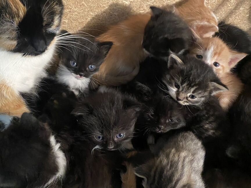 Котята в добрые руки