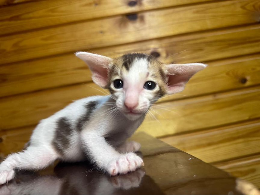 Ориентальные котята