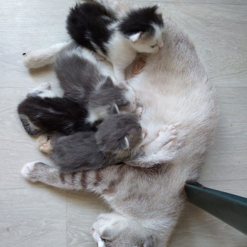 Бесплатно котята