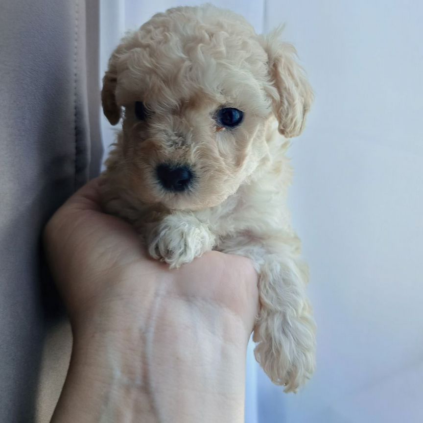 Той-пудель, щенок