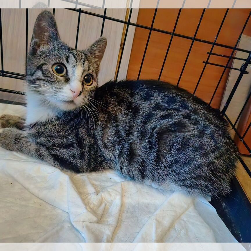 Котёнок в добрые руки