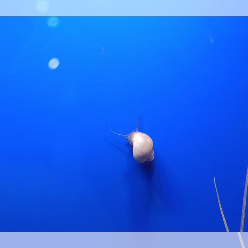 Ампулярии голубая