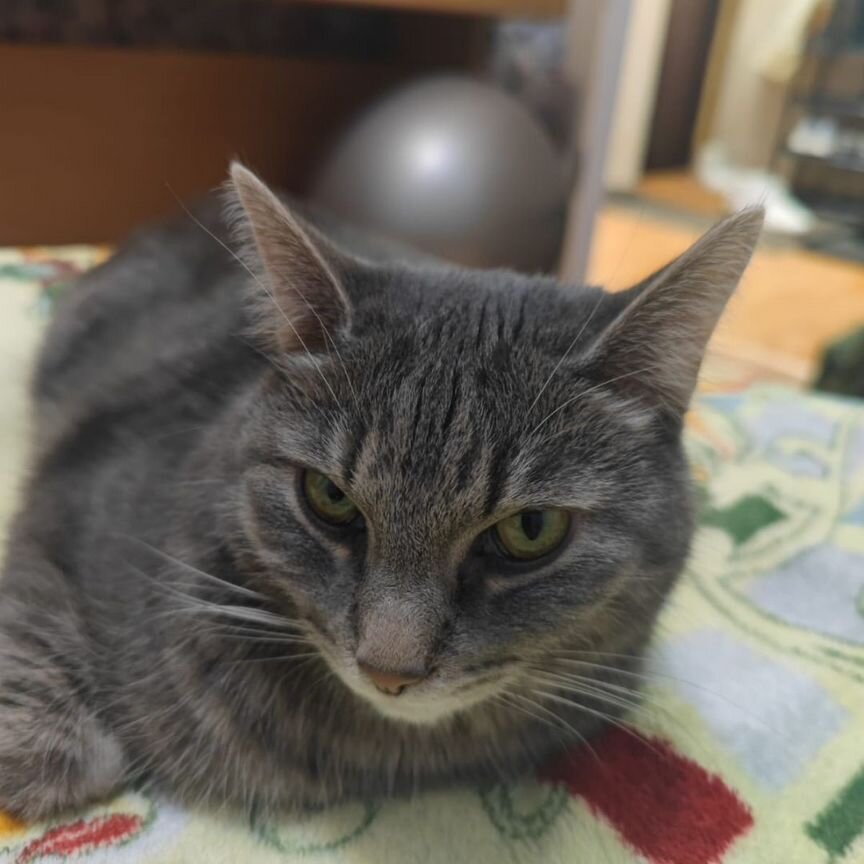 Совок для лотка