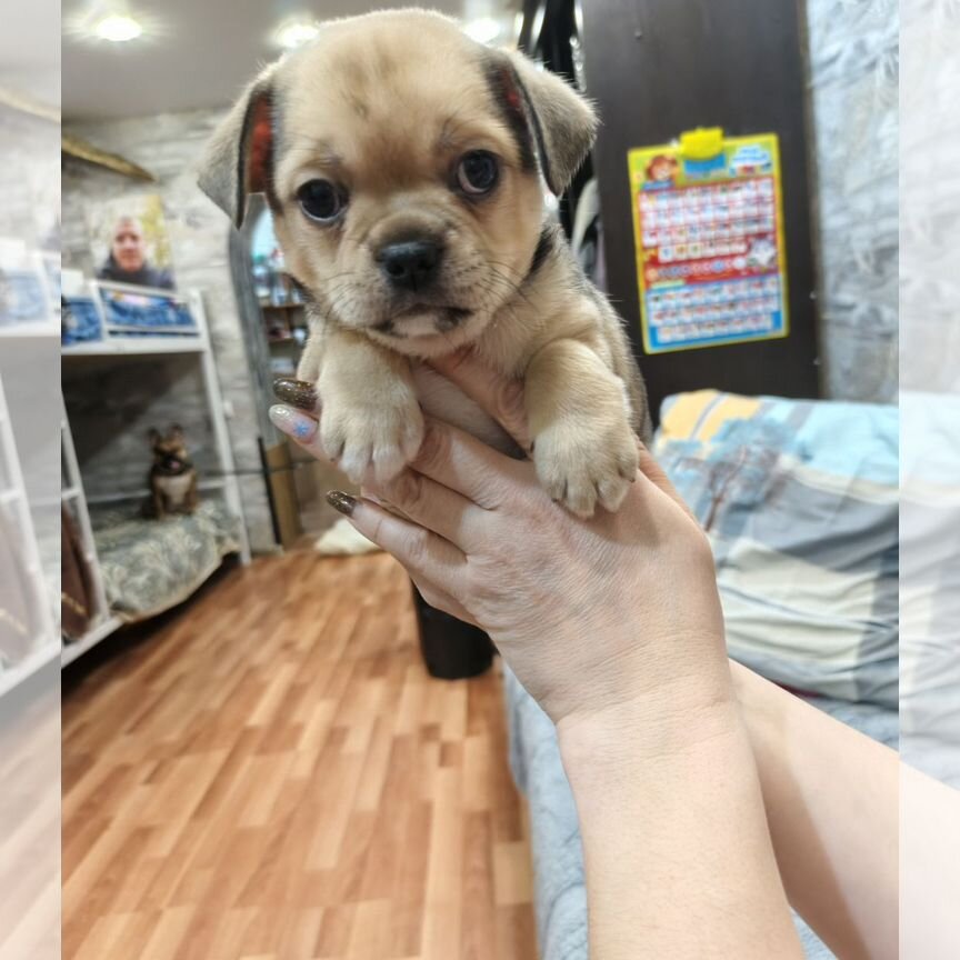 Французский бульдог, щенок