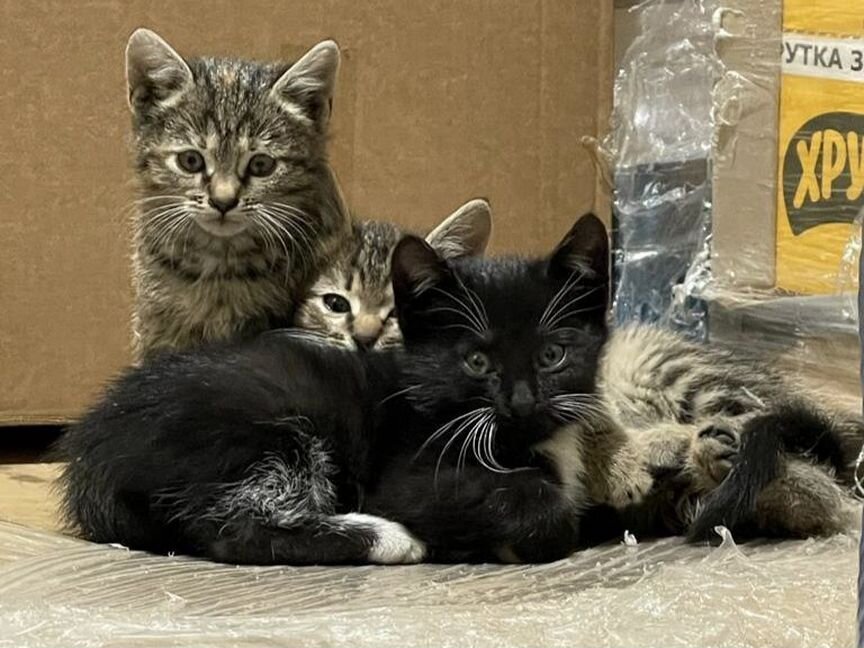 Спасите котенка от голода и холода