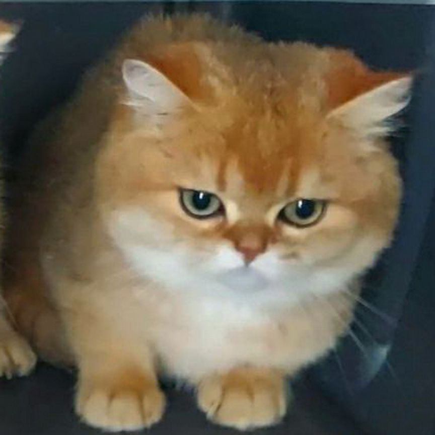 Британский короткошёрстный котёнок