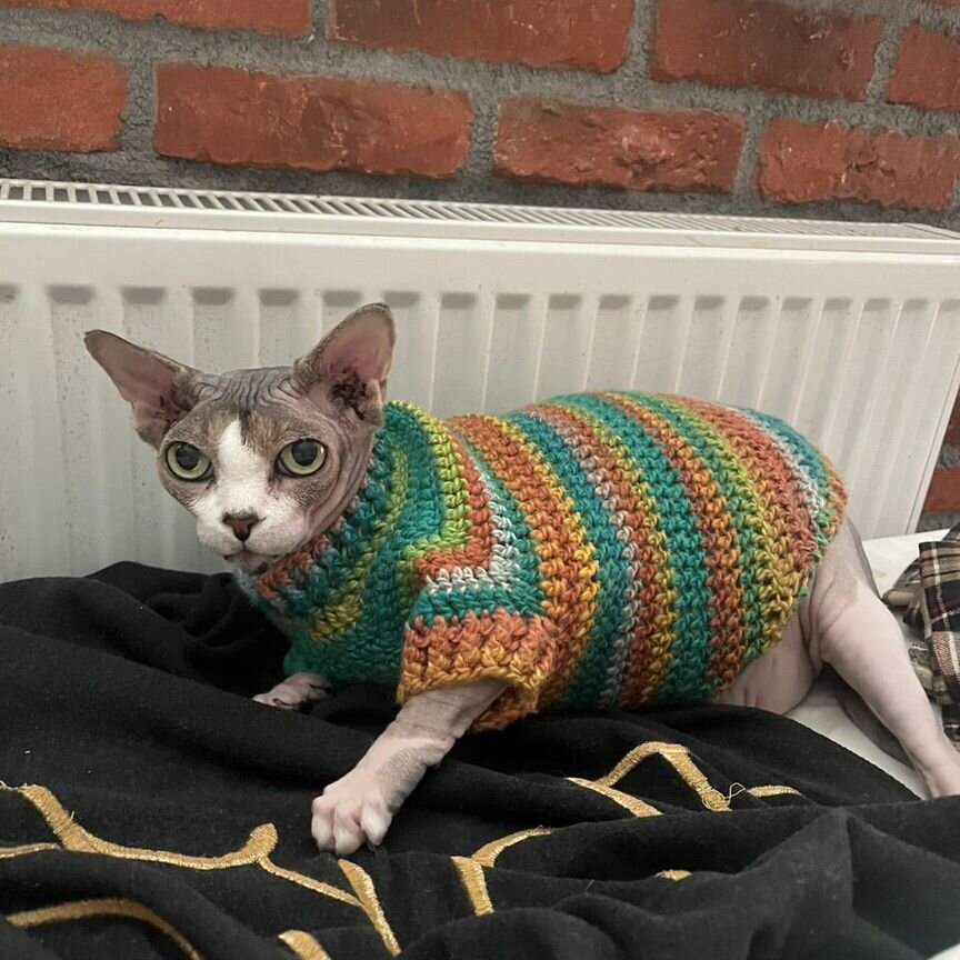 Одежда на кошку кофты