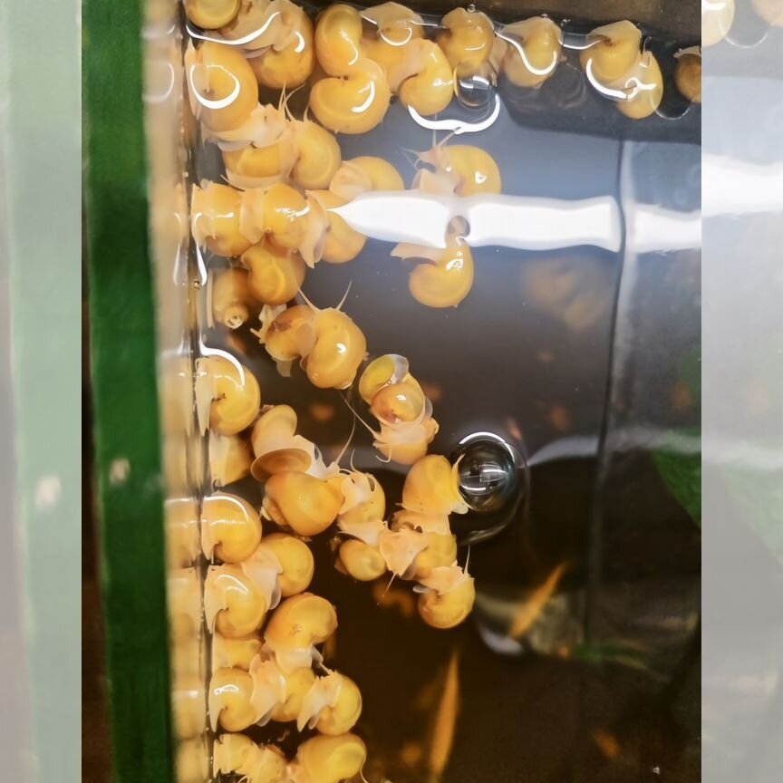 Улитки ампулярии