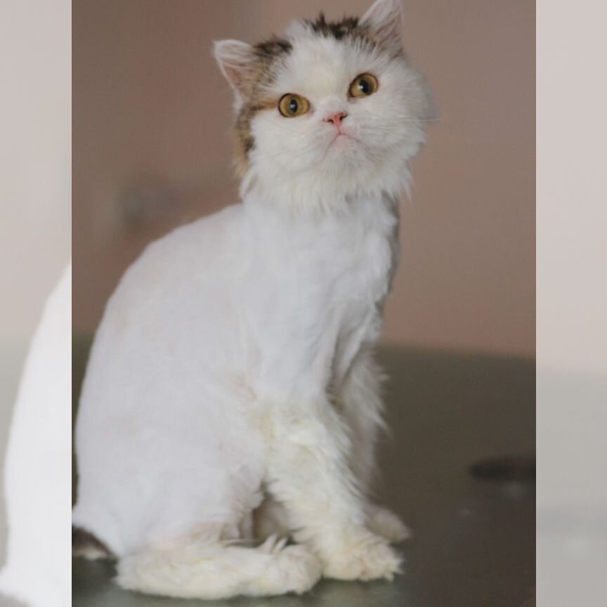 Кошечка