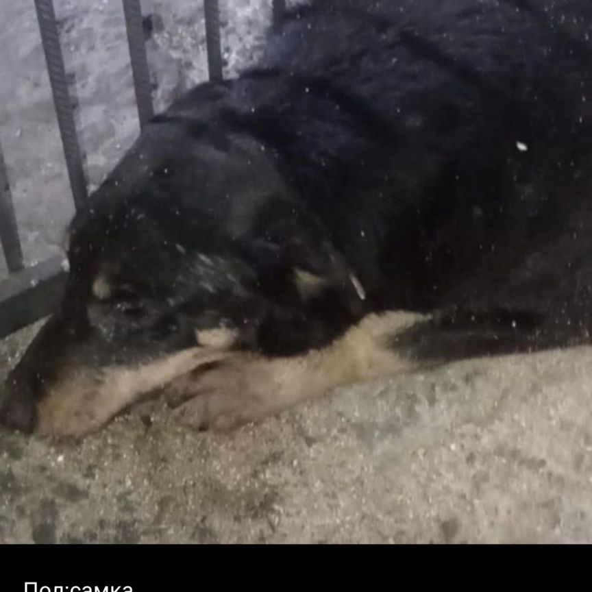 Собаки с бирками