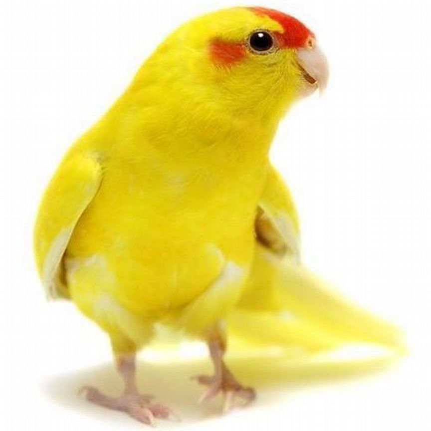 Птенцов кокарики