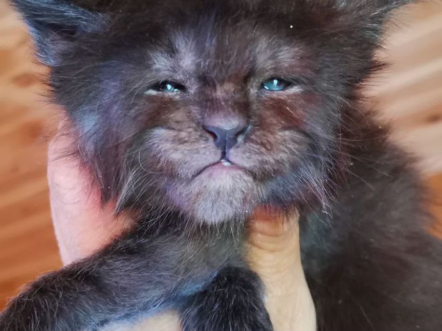 Котята мейн-кун