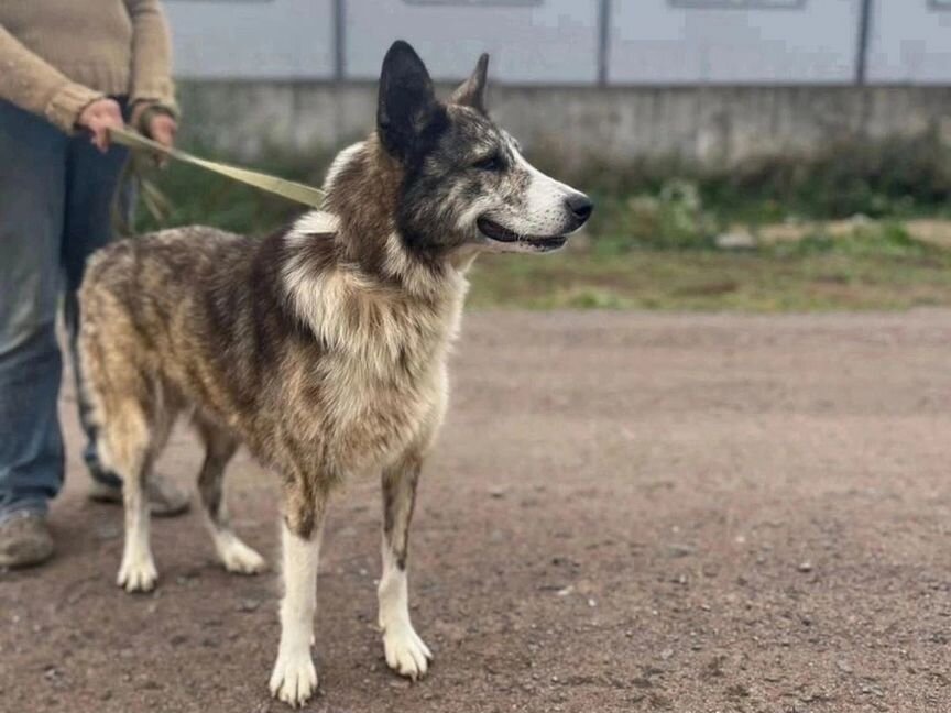 Отдам в надежные руки собаку Найда