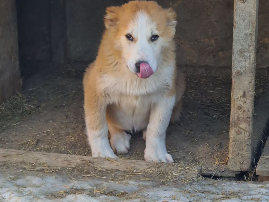 Собаки щенки