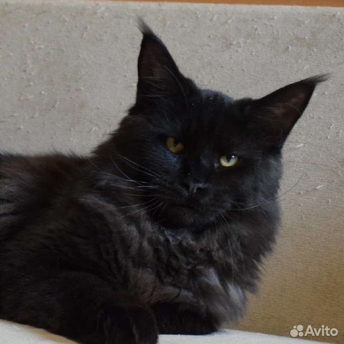 Мальчик чёрный солид