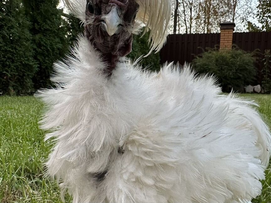 Сизли петушок