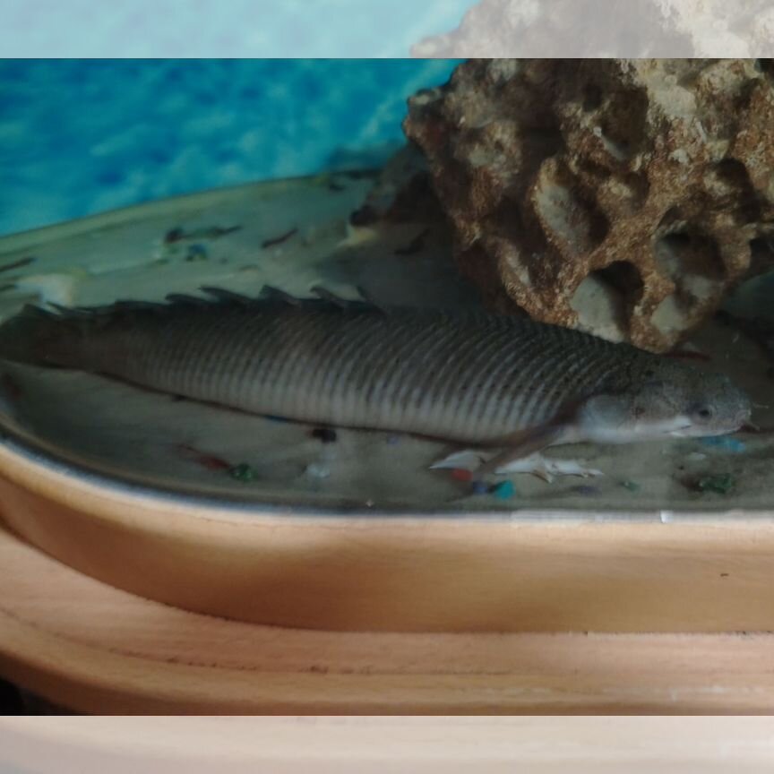 Полиптерус сенегальский