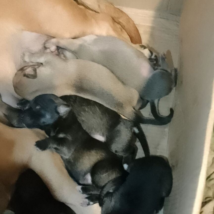 Собака порода метиз