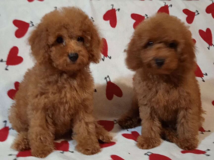 Умные и верные друзья