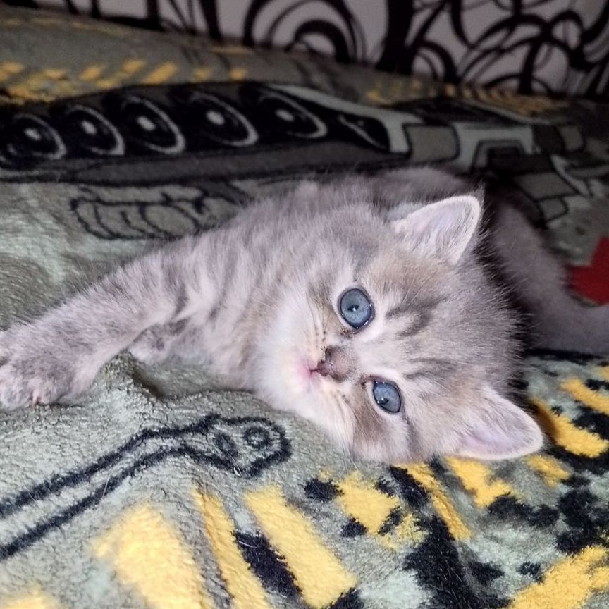 Шотландская