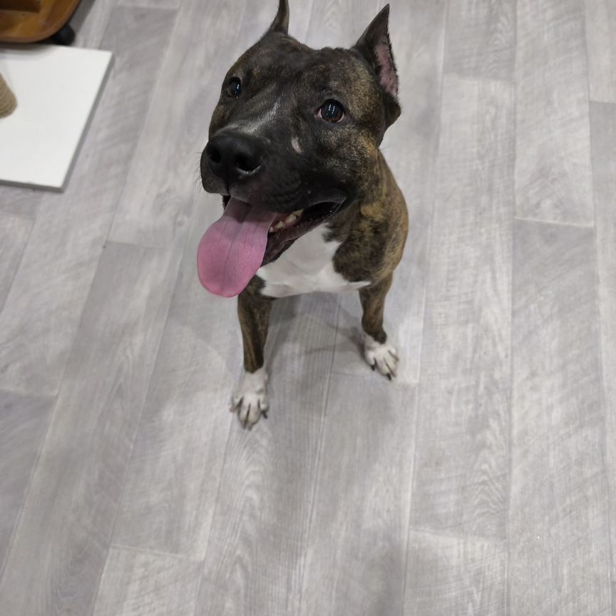 Стаффорд в добрые руки